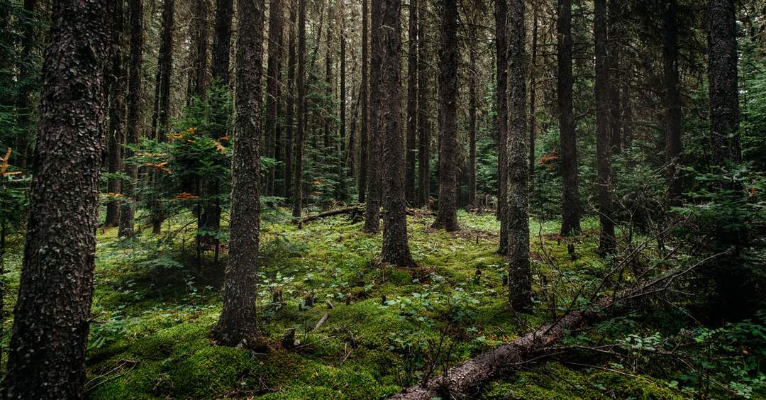 Explore Alberta Forests - Love AB Forests